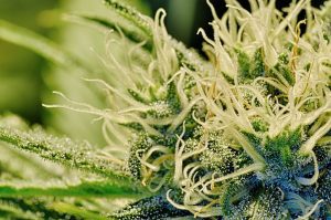 How to Collect, Store, and Use Cannabis Pollen • Stem Haverhill