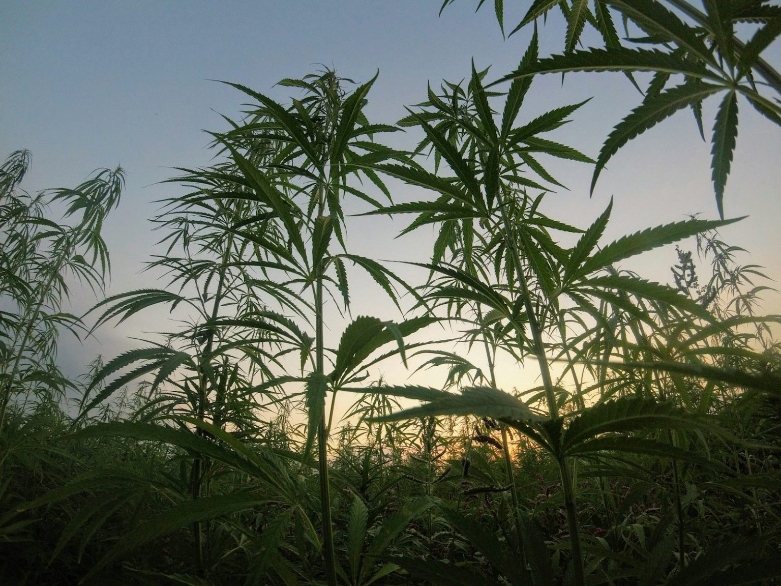 How to Collect, Store, and Use Cannabis Pollen • Stem Haverhill
