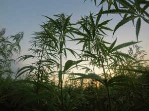 How to Collect, Store, and Use Cannabis Pollen • Stem Haverhill